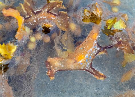 Sargassum Nudibranch Sea Slug Scyllaea Pelagica In Shallow Water Near The Ocean Coast After