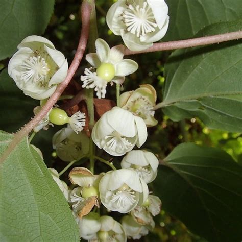 Актинидия Сладкий (аргута), мужская