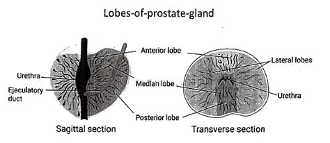 Prostate Gland Miscellaneous Medical Science Optional Notes For Upsc