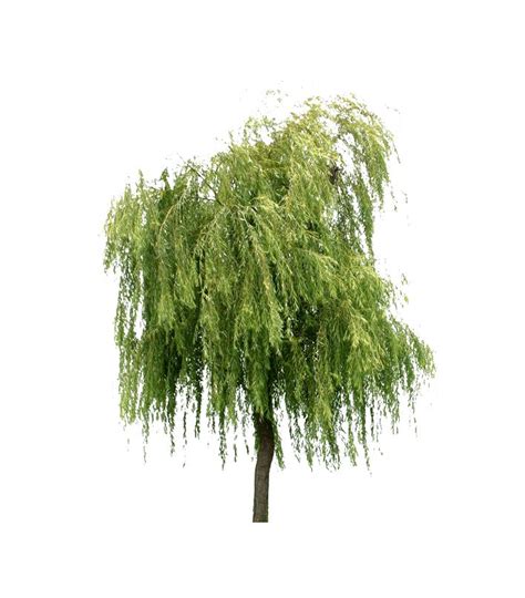 Tree PNG Trees To Plant Tree Photoshop Planting Vegetables