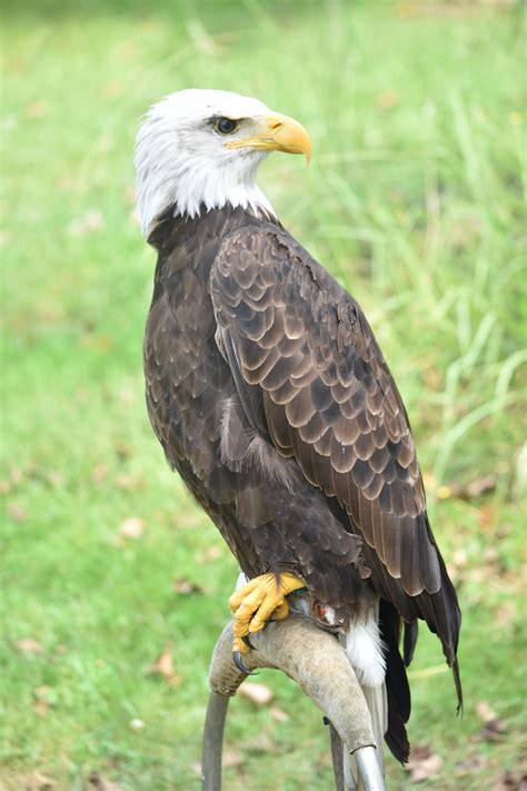 Ave Águila Rapaces Foto Gratis En Pixabay Pixabay