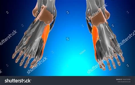 Abductor Hallucis Muscle Anatomy Medical Concept Stock Illustration