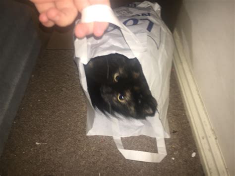 Cat Trap Is Definitely Working Paper Bag Edition R Thecattrapisworking