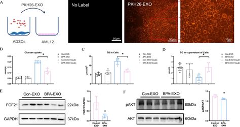 搜索：“{外泌体}” 生物谷