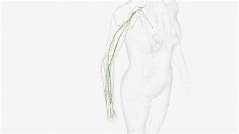 Premium Photo Lymphatics Of Right Upper Limb