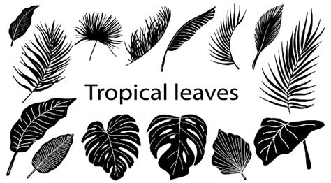 열대 잎 실루엣 이국적인 검은 잎 야자수 몬스터 벡터 일러스트 0명에 대한 스톡 벡터 아트 및 기타 이미지 0명 Autumn Internationals 가을 Istock