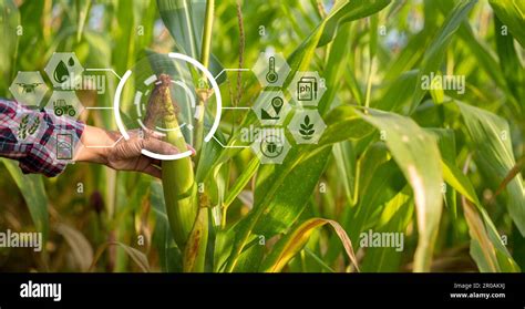 Farmer In Corn Field Using Digital Tablet For Smart Farming Innovation