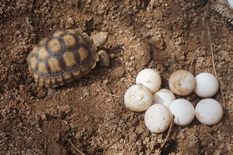 How To Hatch Turtle Eggs Egg Cellent Facts Everyone Should Know Kidadl