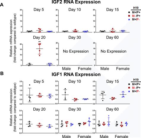 Expression Of The Fetal Form Igf2 And Adult Form Igf1 Rna In Mouse