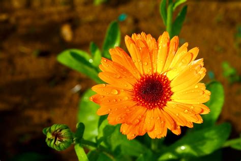 집 밖의 금 송 화 Officinalis 금송화 금잔화 꽃 꽃이 만개한 꽃잎 나뭇잎 노란색 녹색 다채로운