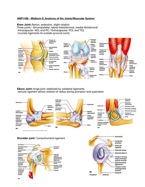 ANP1106 Midterm 2 Joints And Muscles StuDocu