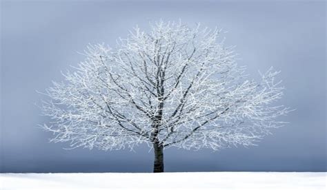 Decision Tree Algorithm In Machine Learning Data Science