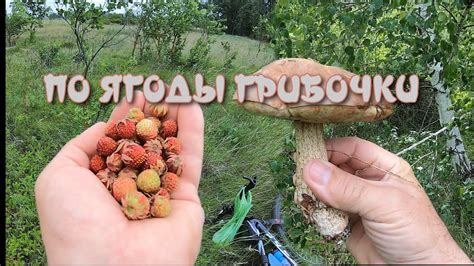 По ягоды грибочки Youtube