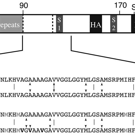 A Schematic Diagram Of The Prp Showing The Sequence Motifs And