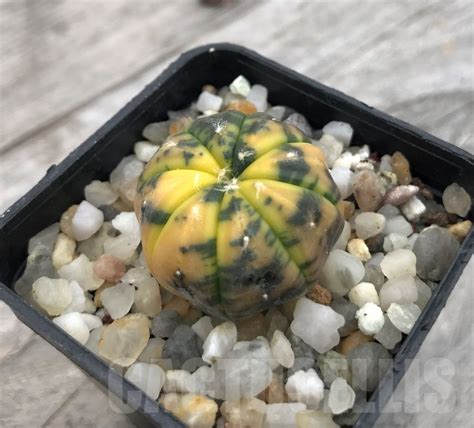 Shpr10010 Astrophytum Asterias F Variegata Cactus Online