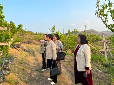寿县妇联到洪亮水果专业合作社开展市“人均一元钱”项目调研澎湃号·政务澎湃新闻 The Paper