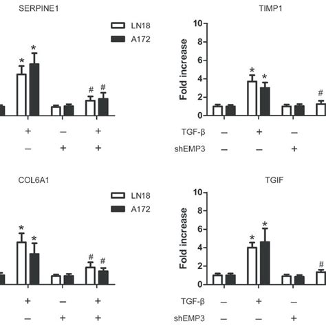 EMP3 regulates TGF β Smad responsive gene expression in GBM cell lines