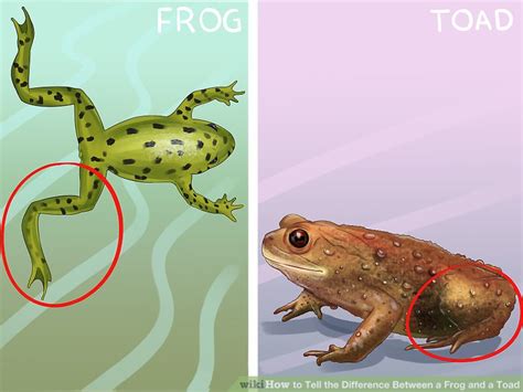 3 Ways To Tell The Difference Between A Frog And A Toad WikiHow