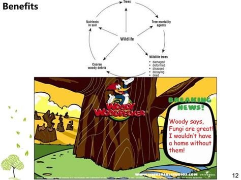 General Features Of White Rot And Brown Rot Fungi Ppt