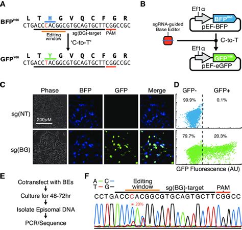 Conversion Of Bfp To Gfp Enables Detection Of Base Editing Activity In