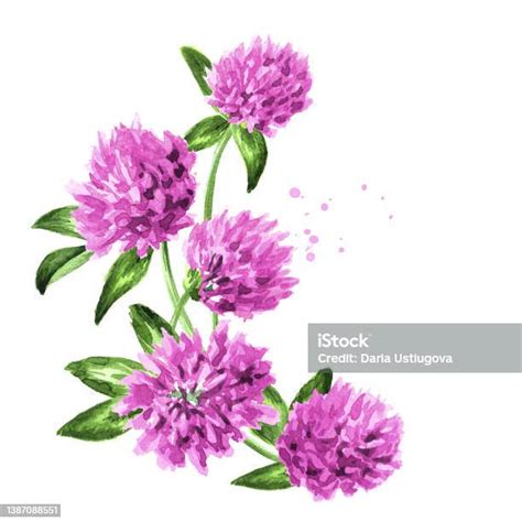 레드 핑크 필드 클로버 꽃 흰색 배경에 고립 된 손으로 그린 수채화 그림 건강관리와 의술에 대한 스톡 벡터 아트 및 기타 이미지