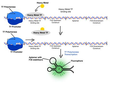 Design Edinburgh Uhas Ghana Igem 2022