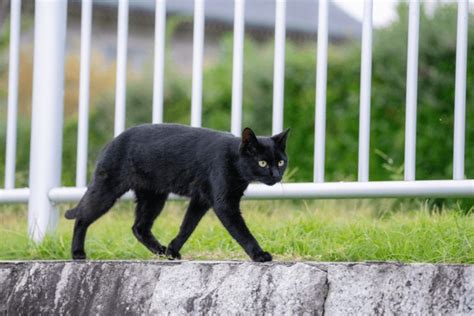 3152 Imágenes Fotos De Stock Objetos En 3d Y Vectores Sobre Cat