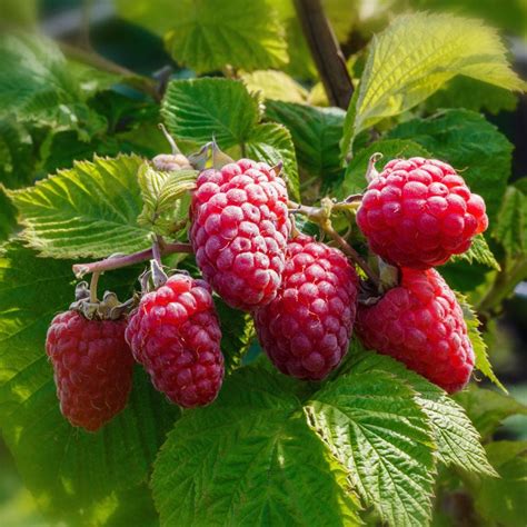 Red Raspberry Plants Grow Your Own Great Tasting Fruits