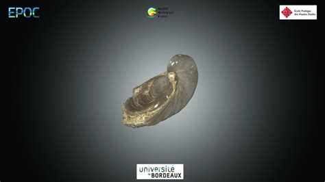 Bivalve Gryphea Sp Download Free 3d Model By Société Géologique De France Sgfrance