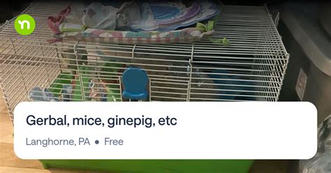 Gerbal Mice Ginepig Etc For Free In Langhorne Pa For Sale And Free
