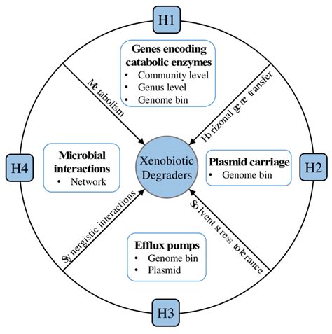 Hypothesized H1 4 Mechanisms Driving The Success Of Aerobic