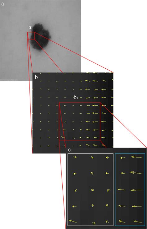 Structure Tensor Field Of Target And Non Target Edge Regions A Download Scientific Diagram