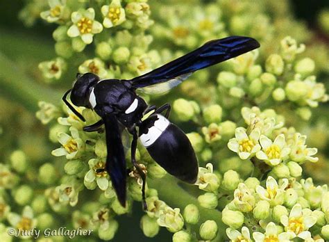 Wasp Mason Wasp