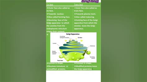 Cis Face Vs Trans Face Of Golgi Apparatus Class 9ncert Ytshorts Biology Cell Shreejibiology