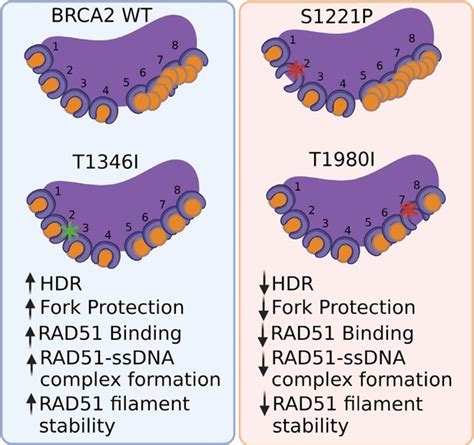 Brca2 Brc Missense Variants Disrupt Rad51 Dependent Dna Repair Elife