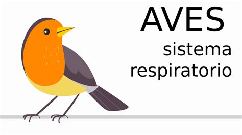 Sistema Respiratorio Aves Diapositivas De Anatomía Docsity