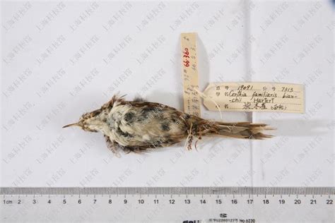 Certhia Familiaris