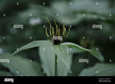 Paris Quadrifolia Flower Close Up Of The Poisonous Plant Herb Paris