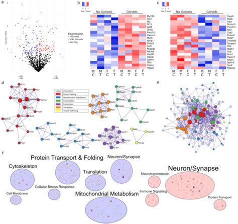 Respirasome Proteins Are Regulated By Sex Hormone Interactions In The Brain
