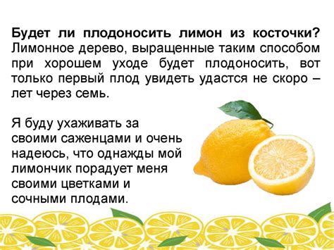 Проектная работа «Как вырастить лимон на подоконнике презентация онлайн
