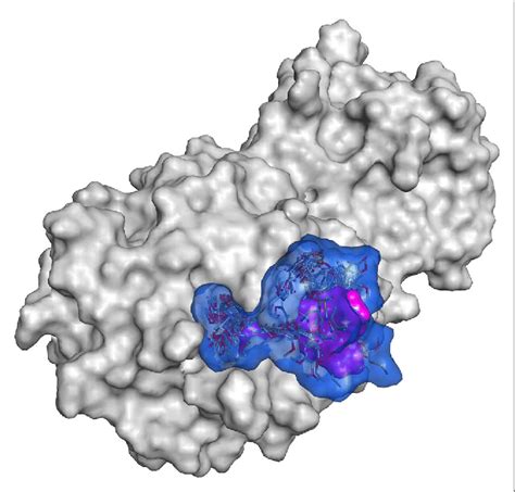 Overlap Of Ligand Binding Surfaces And The Protein Surface The Best