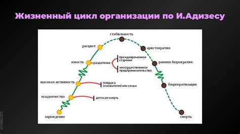 Теория жизненных циклов организации И. Адизеса - презентация онлайн