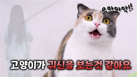 고양이가 갑자기 허공을 쳐다볼때 고양이산책 Youtube