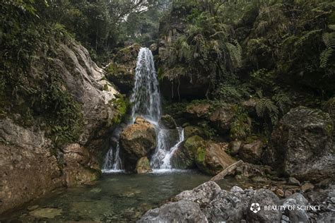 Emei Moustache Toad — Beauty Of Science