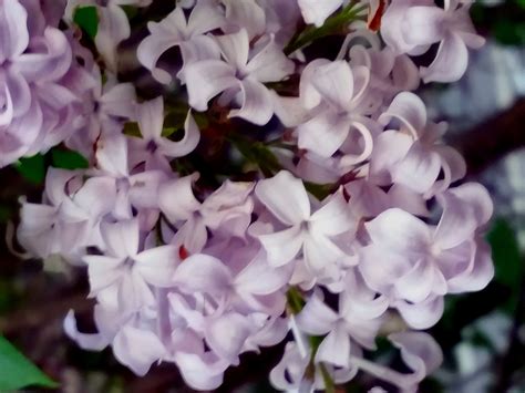 식물 라일락 Lilac 서양수수꽃다리 네이버 블로그