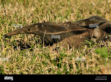 Giant Anteater Myrmecophaga Tridactyla Female Anteater Carrying Her Infant On The Back