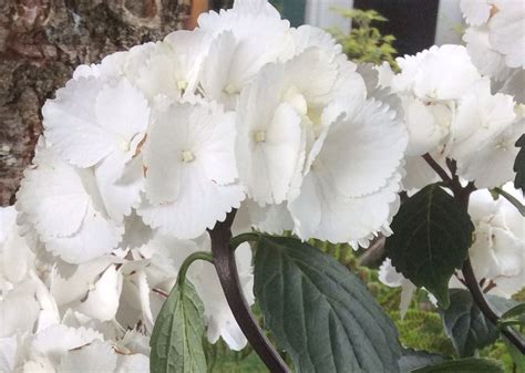 Hydrangea Macrophylla Zebra Zebra Hydrangea Care Travaldos Blog