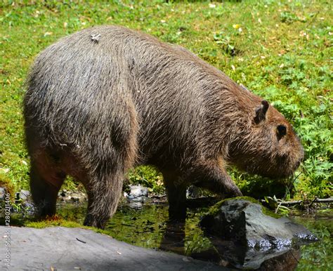Fotka The Capybara Is The Largest Rodent In The World Also Called