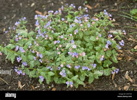 Pink Flowers Of Pulmonaria Officinalis High Resolution Stock