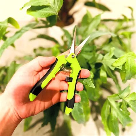Pruning Scissors Jungle Story